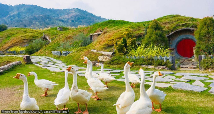 สวนอัลปาก้า Alpaca Hill ราชบุรี | ตะลอนเที่ยวดอทคอม